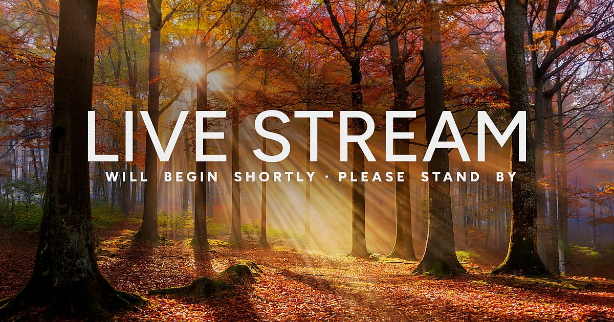 Autumn Light Live Stream | Motion Video Background