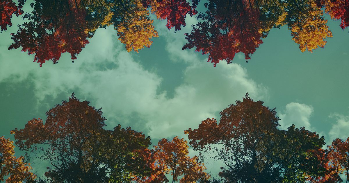 Fall Trees 2 | Motion Video Background