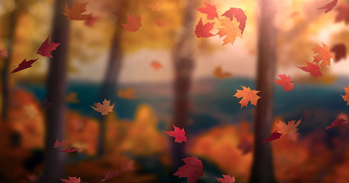 Fall Woods 12 | Motion Video Background