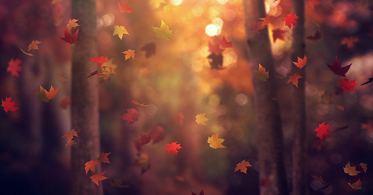 Fall Woods 14 | Motion Video Background