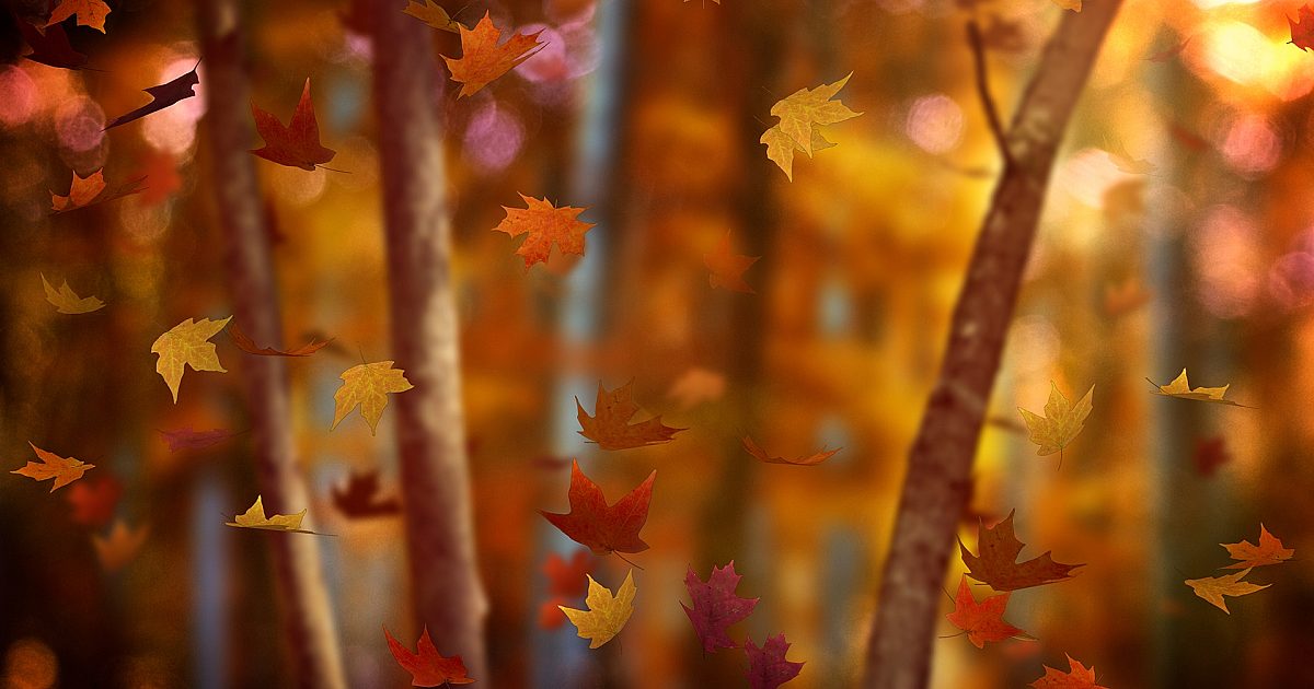 Fall Woods 18 | Motion Video Background