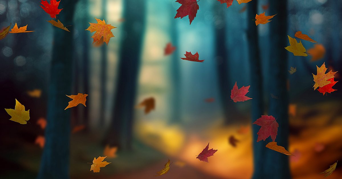 Fall Woods 4 | Motion Video Background