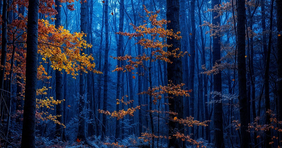 Forest Fall 3 | Motion Video Background