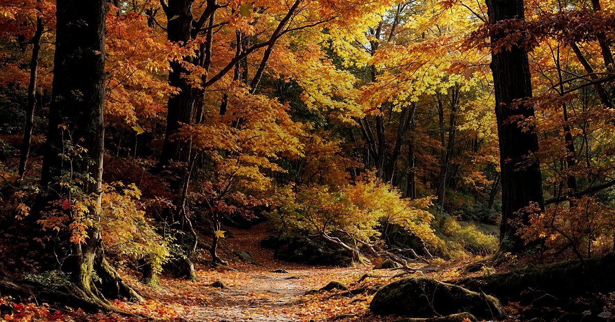 Forest Fall 8 | Motion Video Background