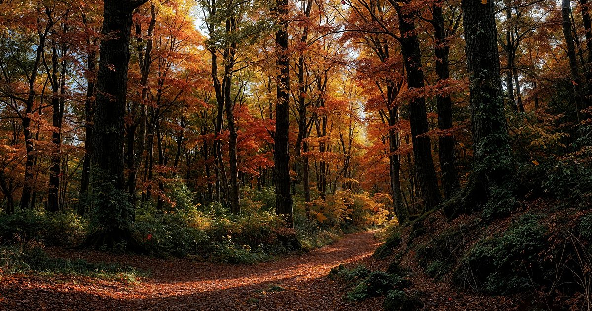 Forest Fall 9 | Motion Video Background