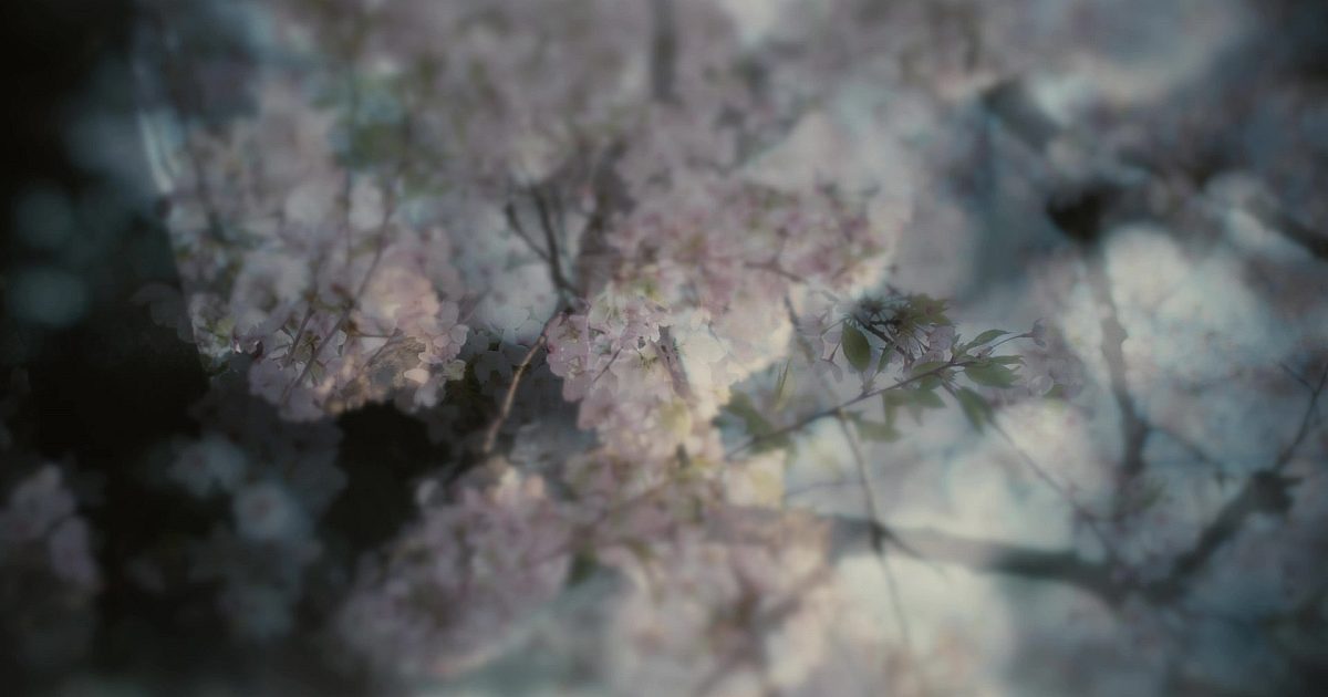 Muted Spring Bloom | Motion Video Background