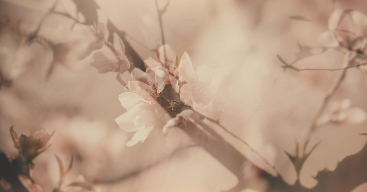 Muted Spring Blush | Motion Video Background
