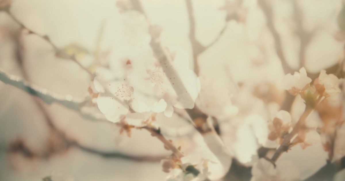 Muted Spring Branch | Motion Video Background