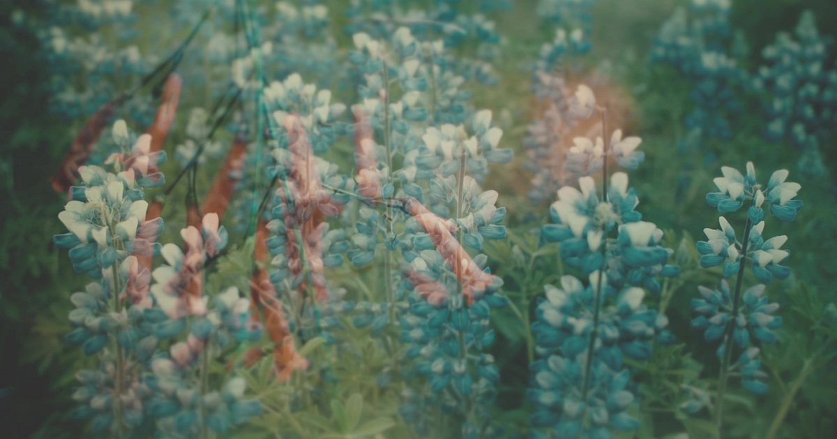Muted Spring Life | Motion Video Background