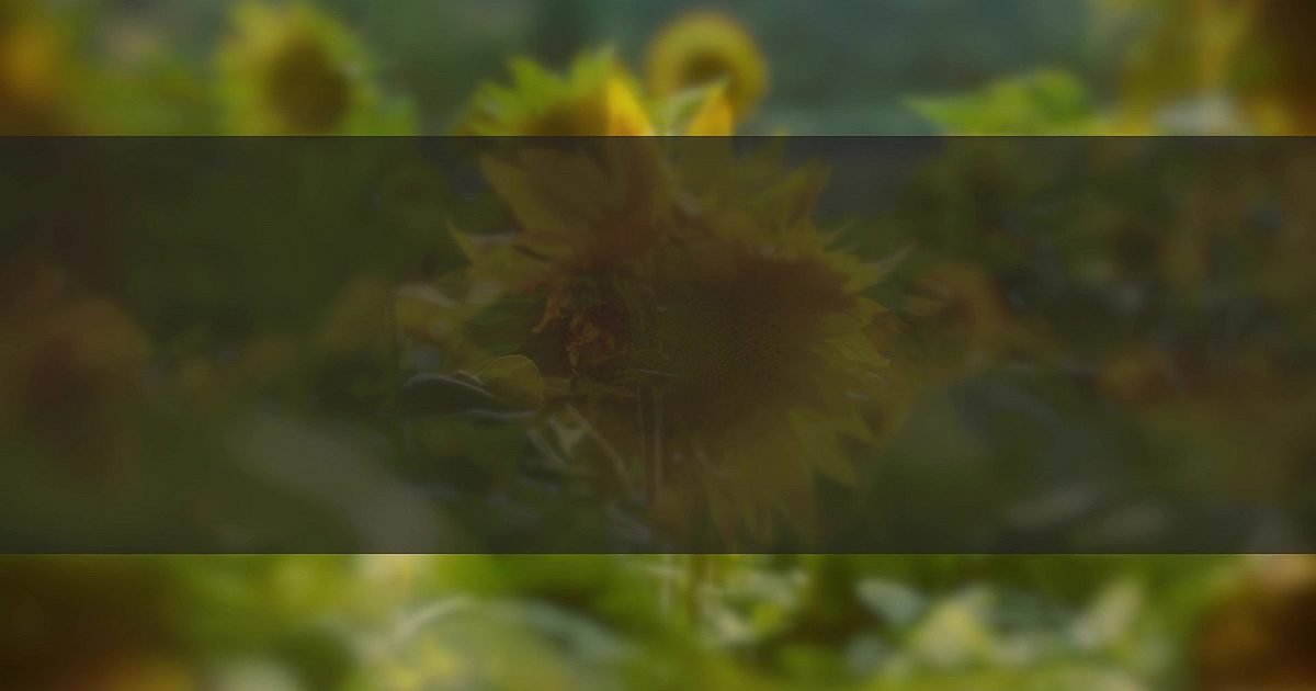 Muted Spring Sunflower Box | Motion Video Background
