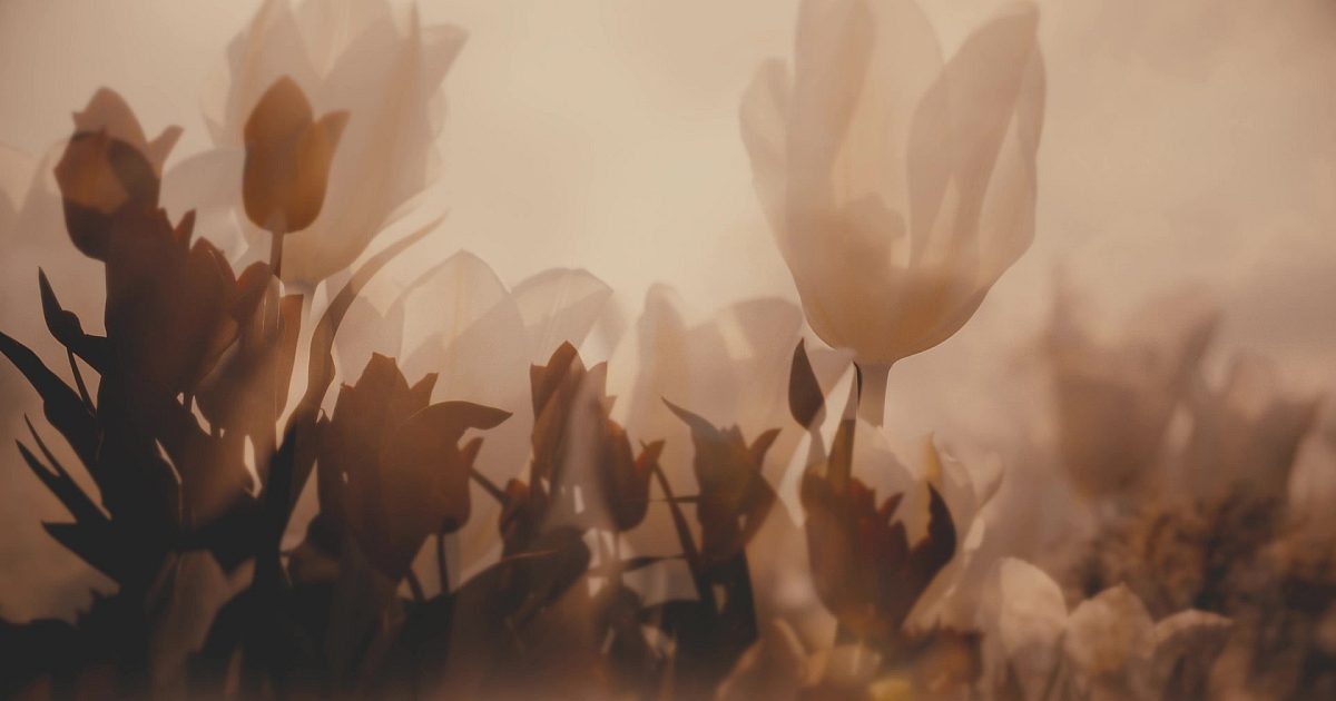 Muted Spring Tulips | Motion Video Background