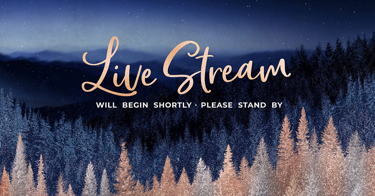Sparkling Trees Live Stream | Motion Video Background