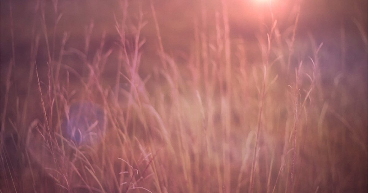 Fall Field 3 | Motion Video Background