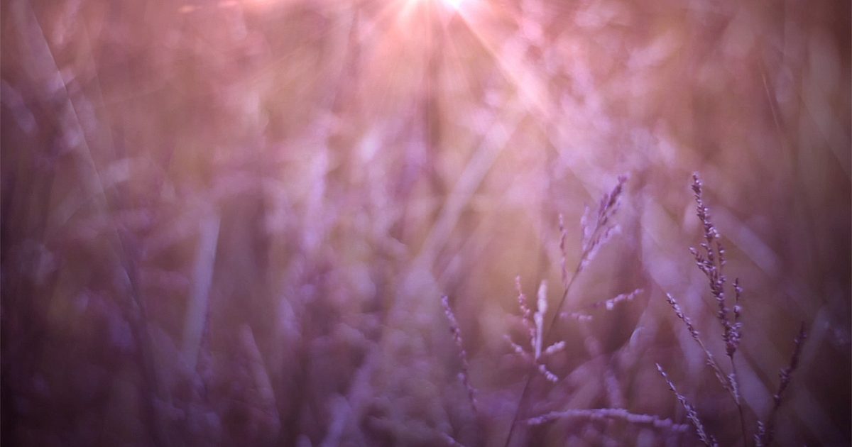 Fall Field 9 | Motion Video Background