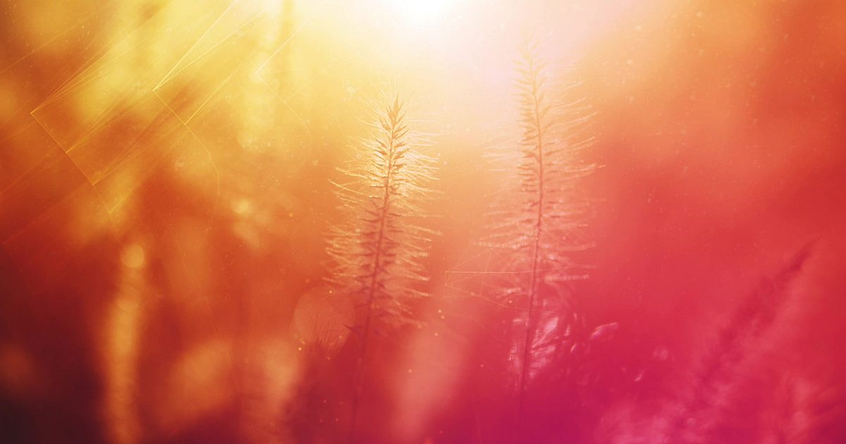 Natural Light Near | Motion Video Background