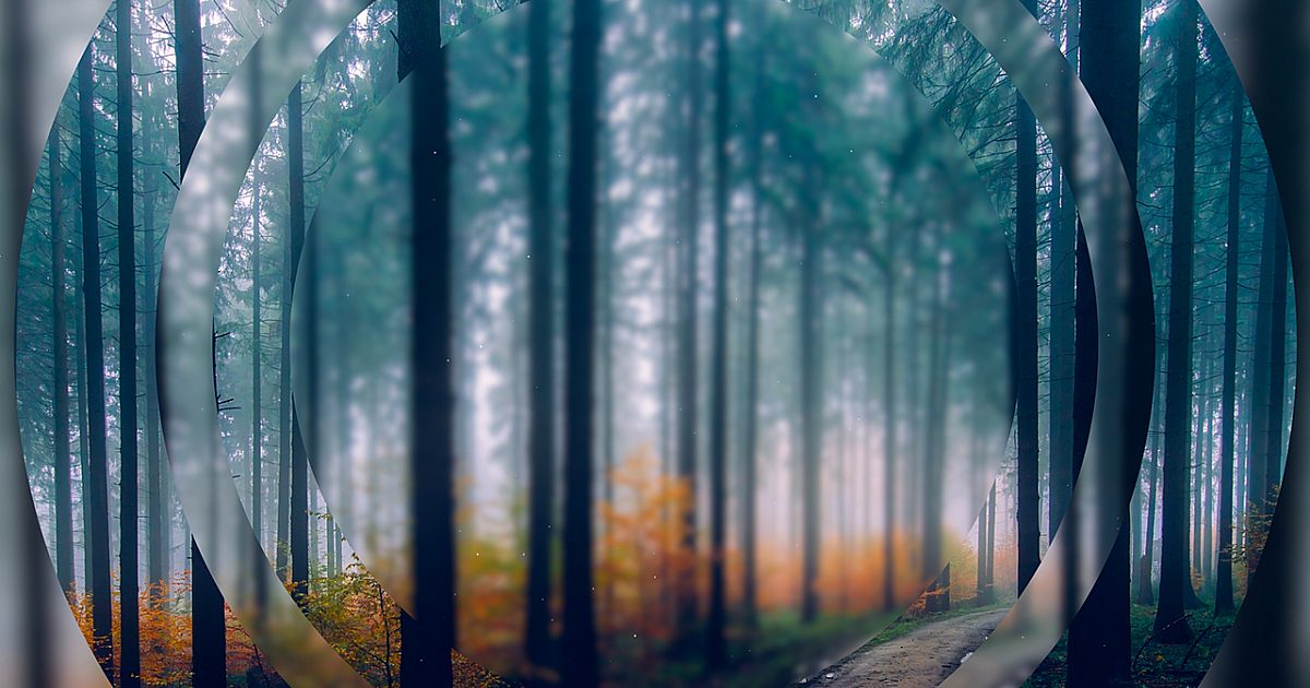 Autumn 4 | Motion Video Background